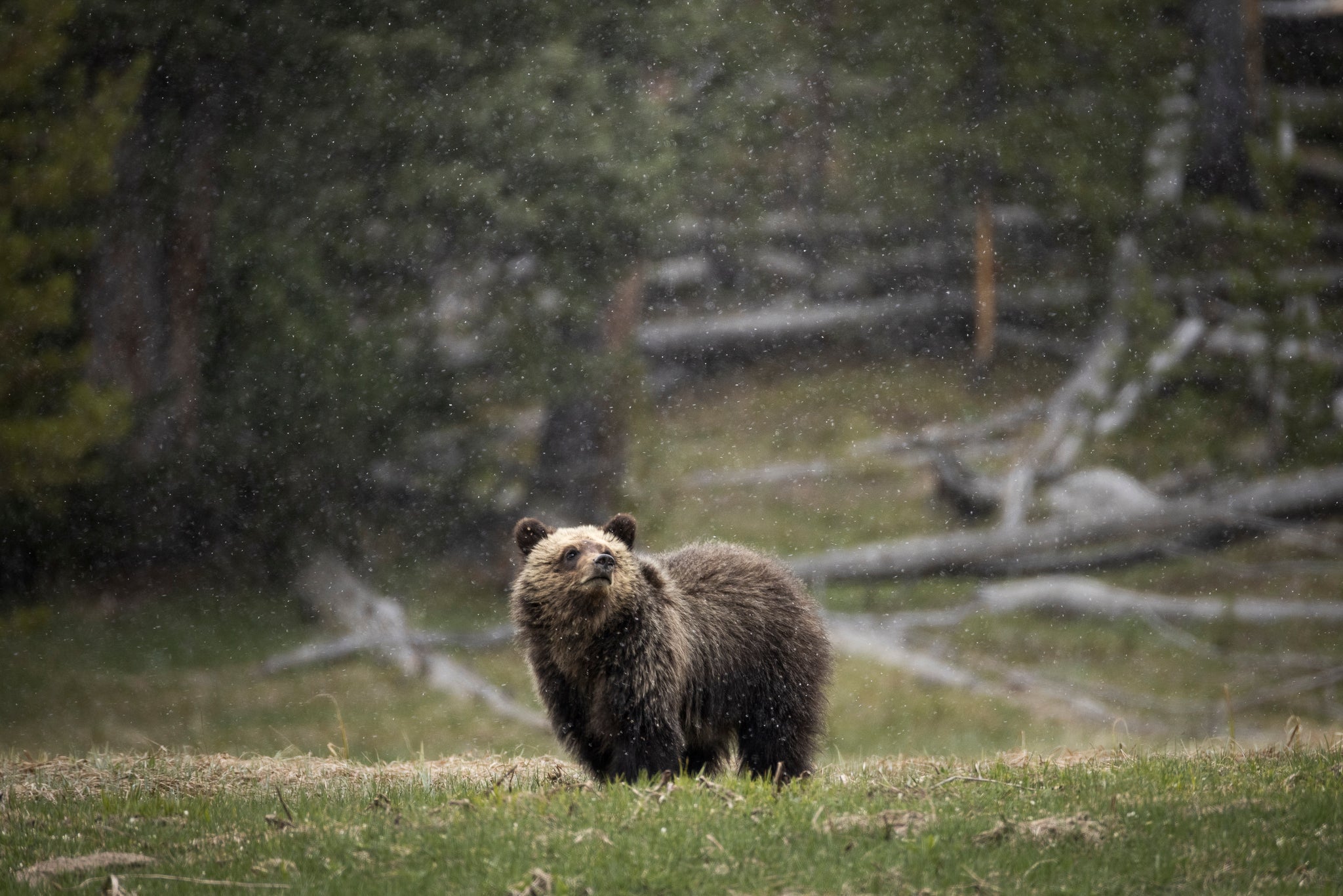 Yellowstone Photography Workshops with Trent Sizemore Photography