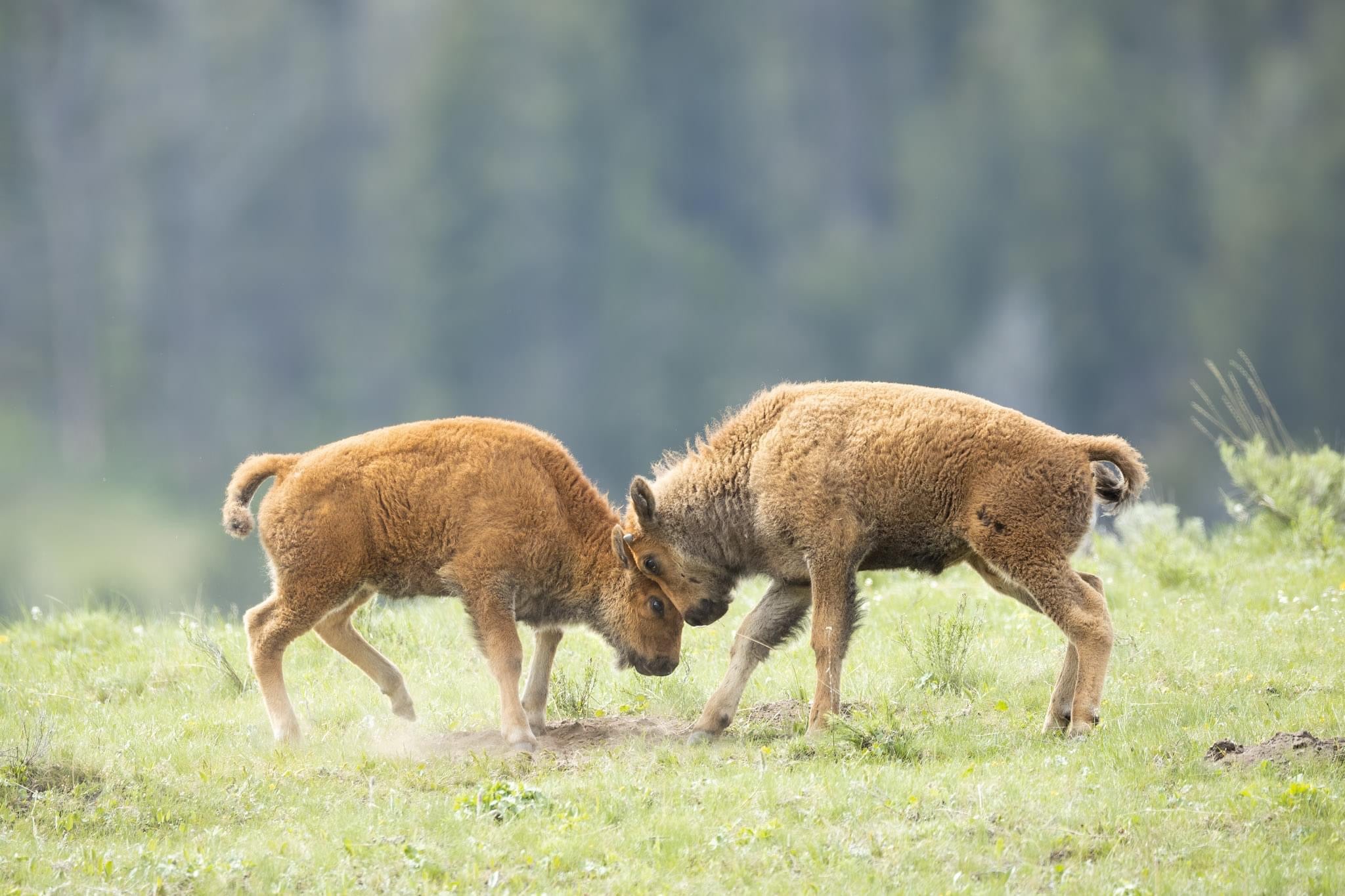 All Yellowstone Workshops – Yellowstone Photography Workshops with ...
