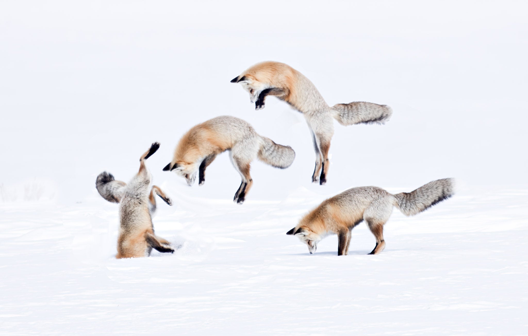 All Yellowstone Workshops – Yellowstone Photography Workshops with ...